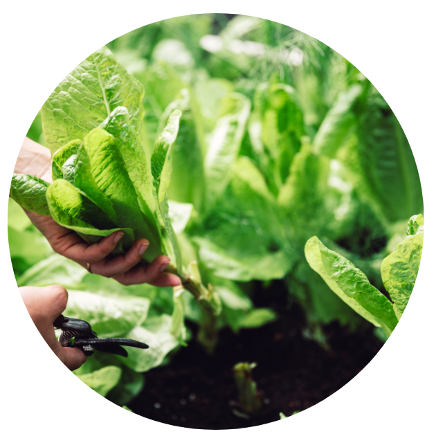 Vitam | Good Doing Food